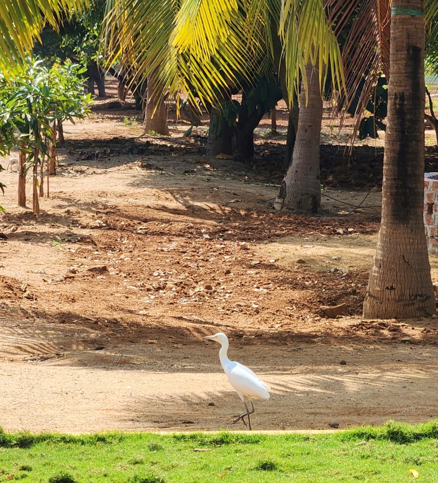 Weekend Stay in Hyderabad: Angirasa—Luxury Camping – Love, Life, & Beyond