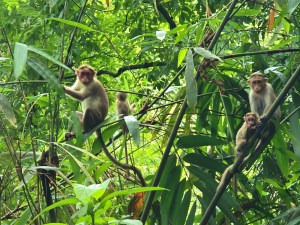 Road Trip from Cochin to Munnar in June for the Monsoon Vibes – Love ...